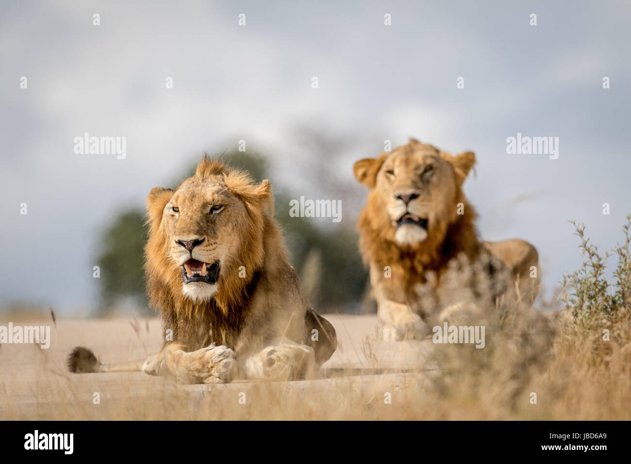Two majestic lion brothers hi-res stock photography and images - Alamy