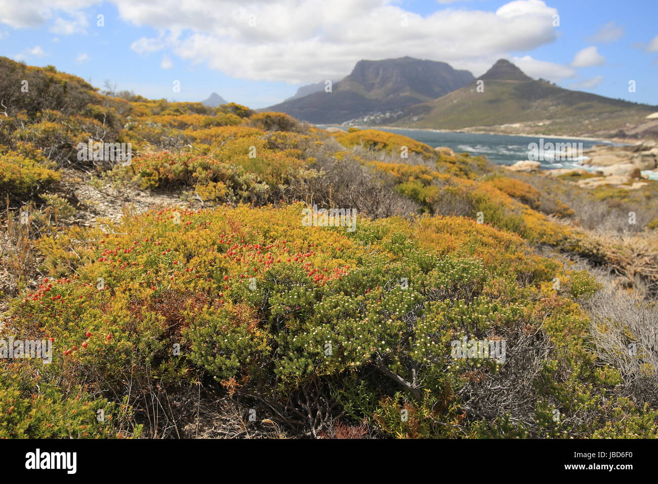 Fynbos near Table Mountain, South Africa Stock Photo - Alamy