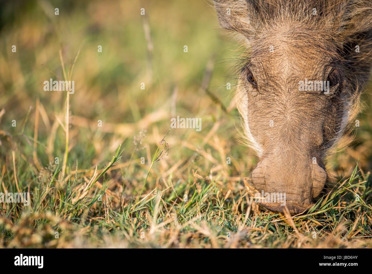 Warthog eating in kruger national hi-res stock photography and images ...