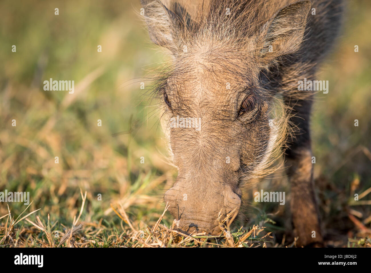 Close up of an eating Warthog in the Pilanesberg National Park, South ...