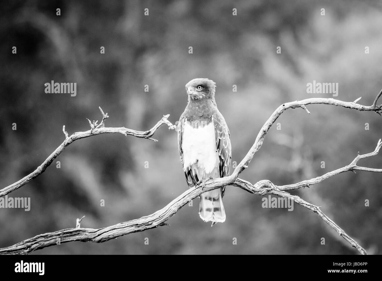 Black breasted snake eagle hi-res stock photography and images - Alamy