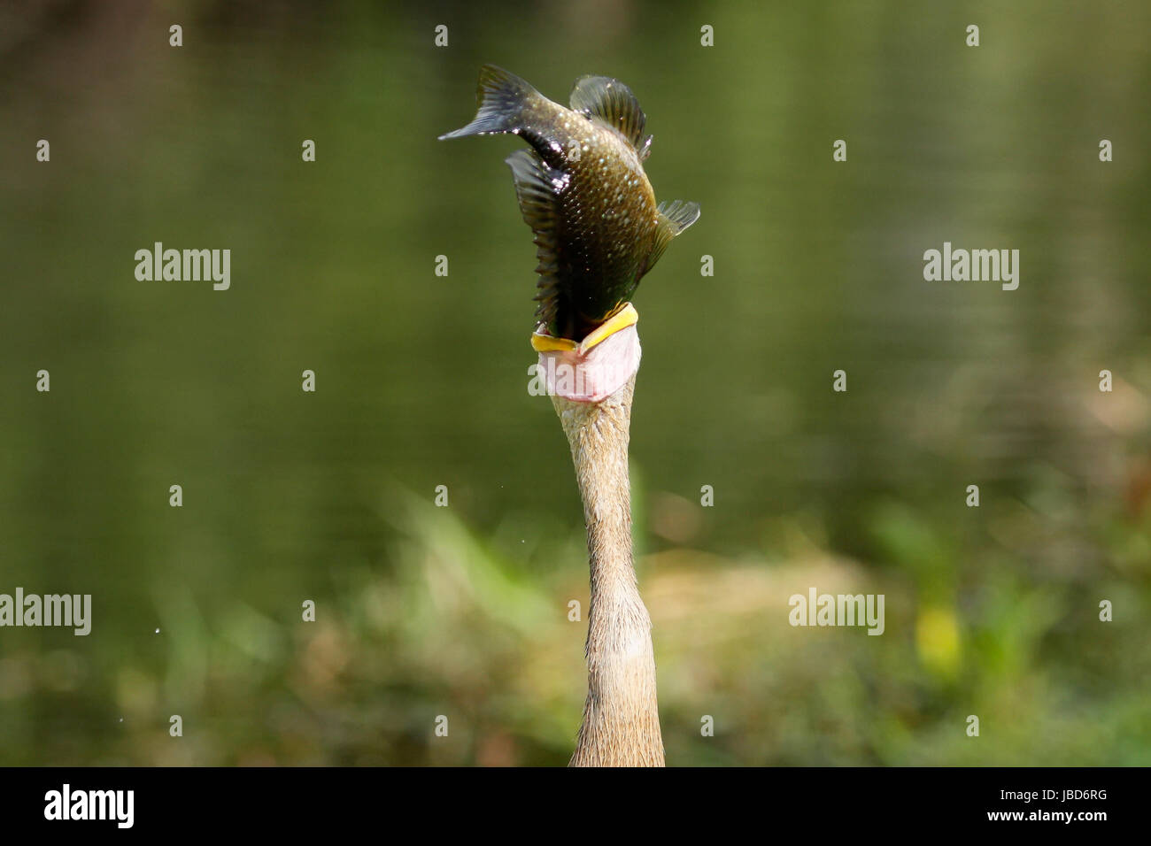 Anhinga (Anhinga anhinga) eating fish Stock Photo - Alamy