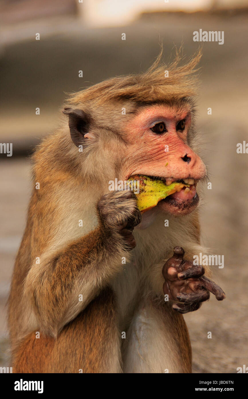 Toque macaque (Macaca sinica) eating fruit at Cave Temple in Dambulla ...