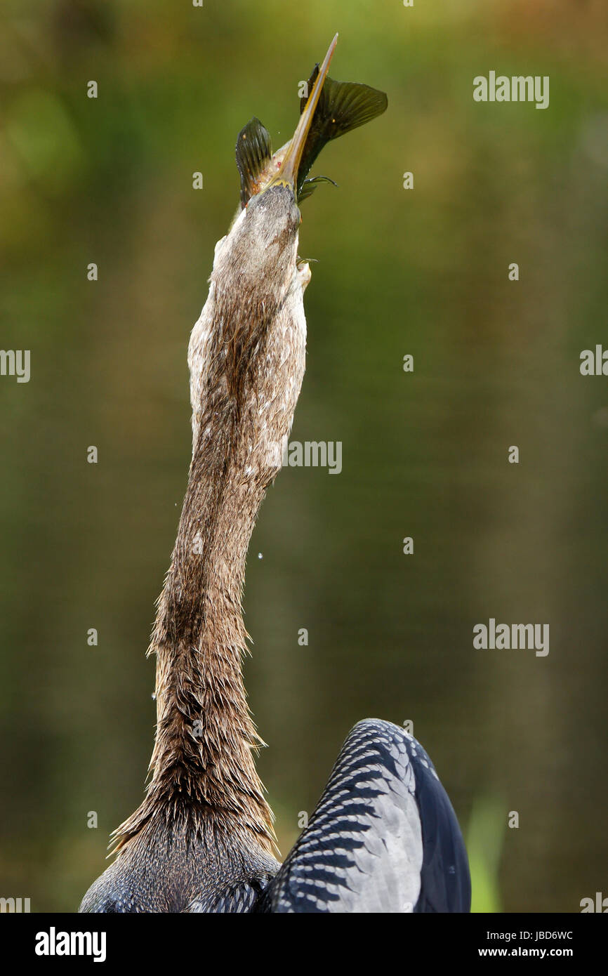 Anhinga (Anhinga anhinga) eating fish Stock Photo - Alamy