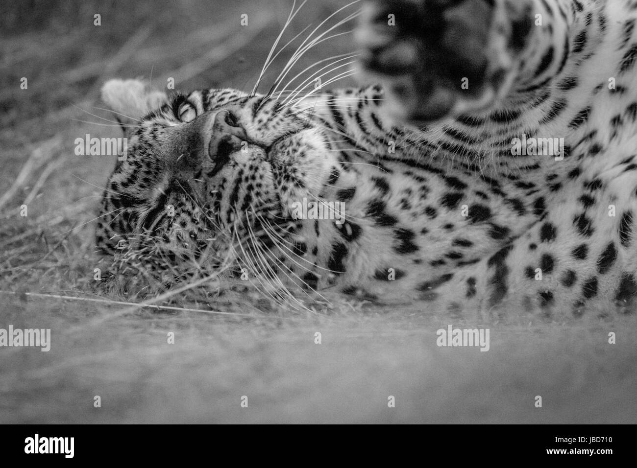 Close up of a female Leopard laying in black and white in the grass in ...
