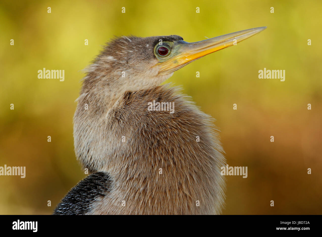 Portrait of female Anhinga (Anhinga anhinga Stock Photo - Alamy
