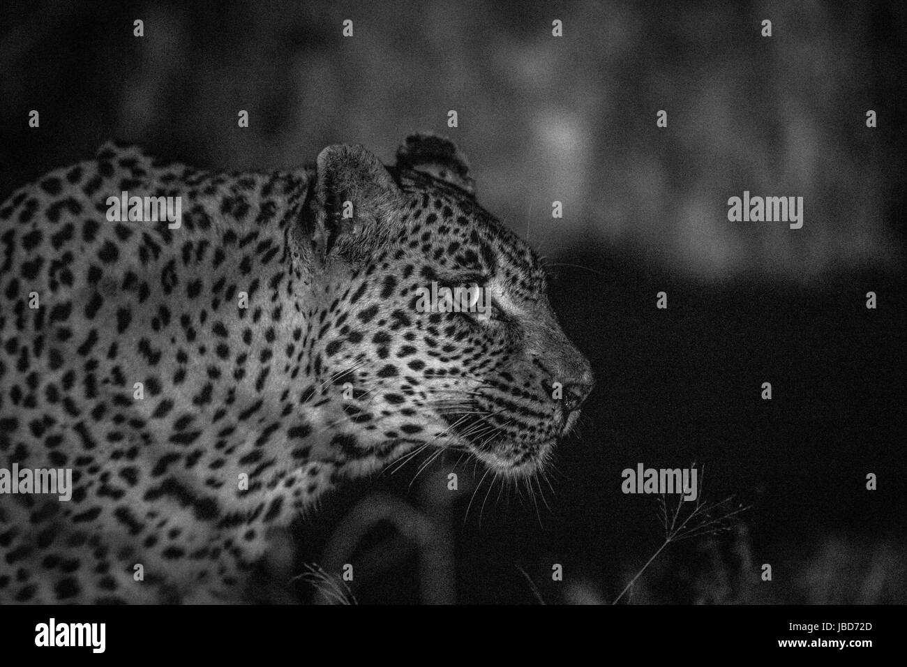 Side profile of a female Leopard in black and white in the Kruger ...