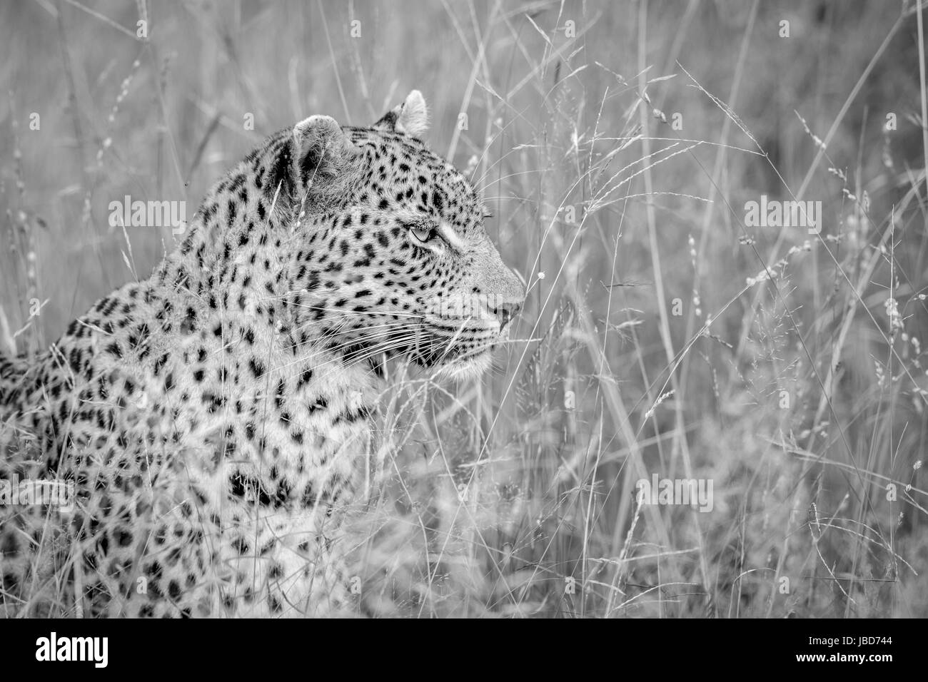 Side profile of a Leopard in black and white in the Kruger National ...