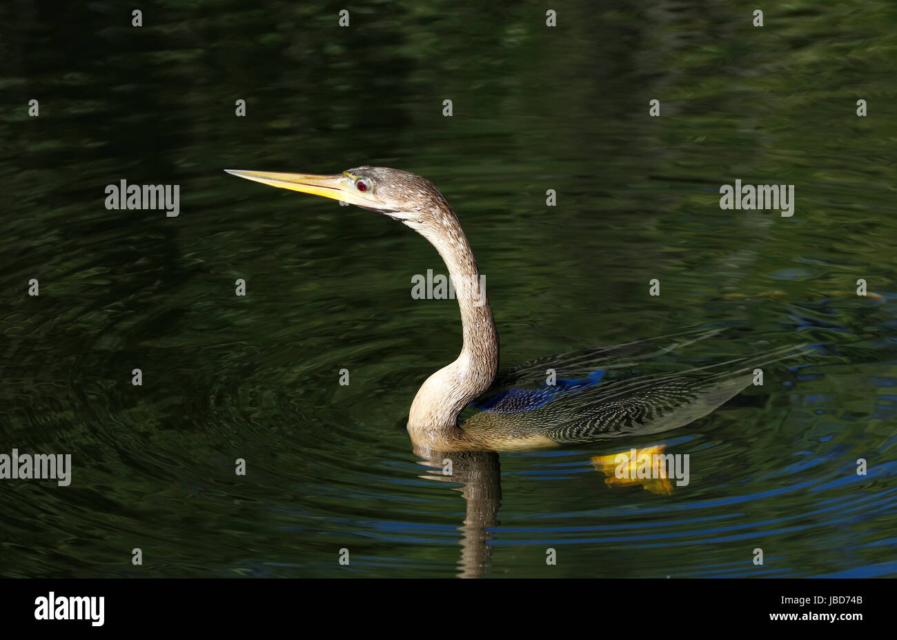 Anhinga (Anhinga anhinga) swimming Stock Photo - Alamy