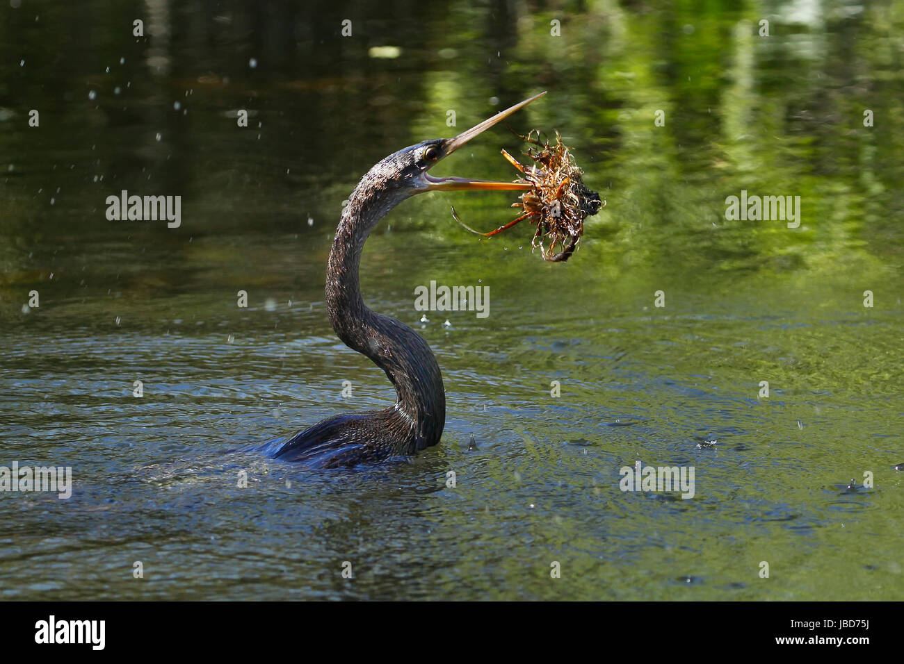 Anhinga (Anhinga anhinga) swimming Stock Photo - Alamy