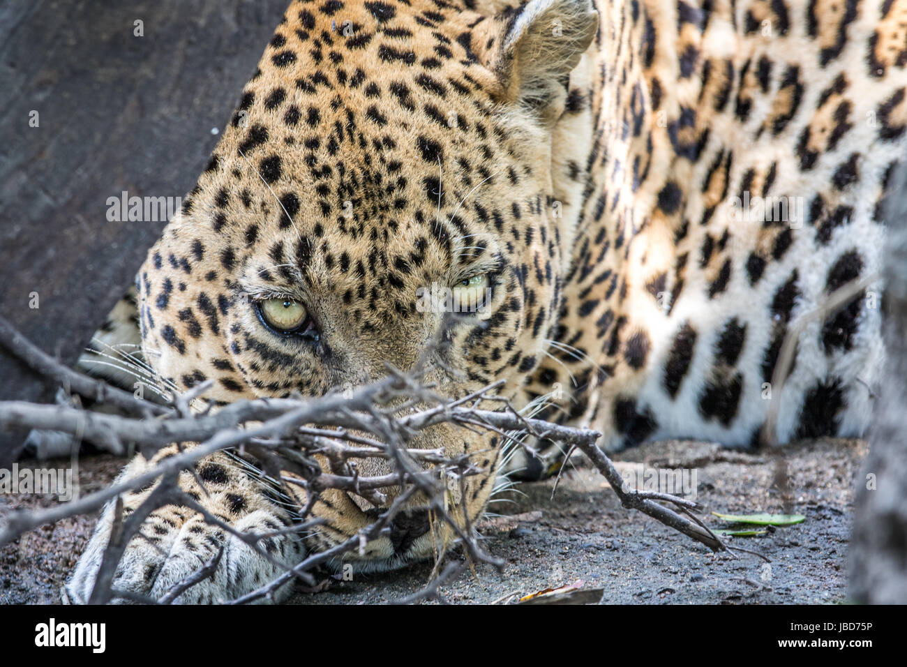 Huge male Leopard starring at the camera in the Kruger National Park ...