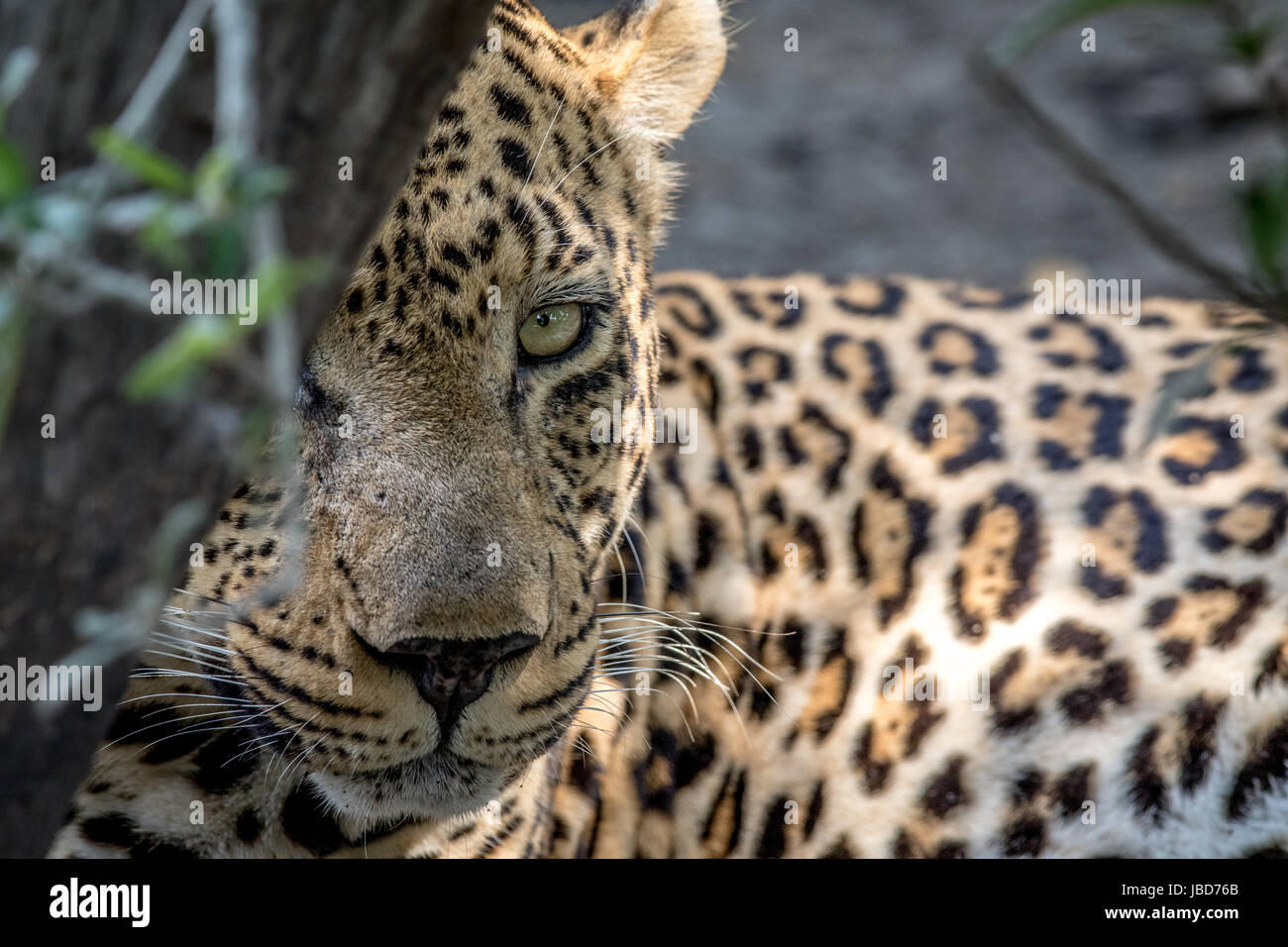 Huge male Leopard starring at the camera from behind a tree in the ...