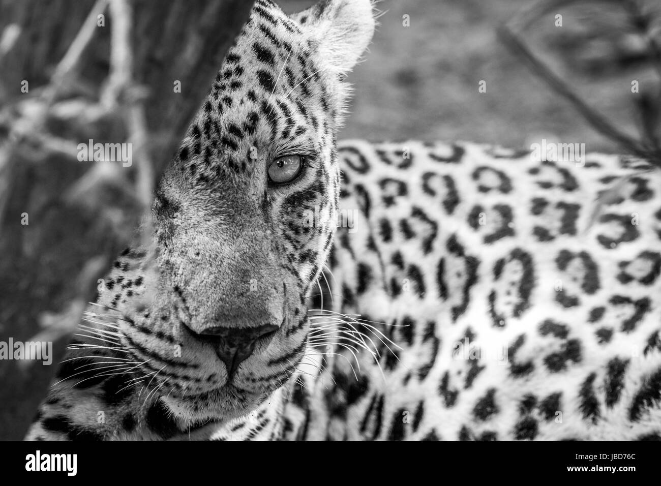 Huge male Leopard starring at the camera from behind a tree in black ...