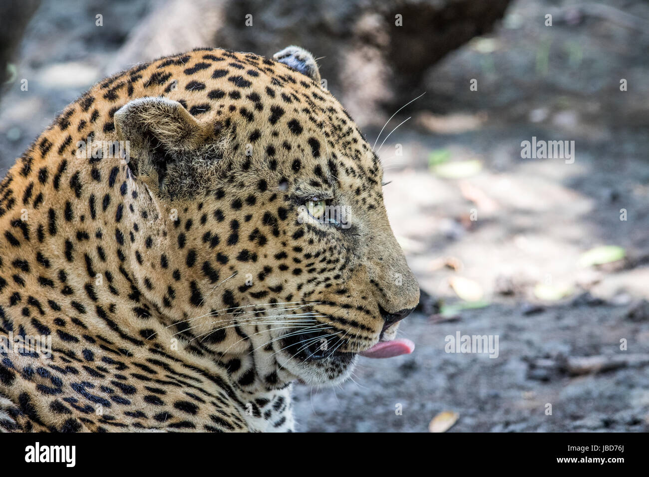 Side profile of a male Leopard in the Kruger National Park, South ...