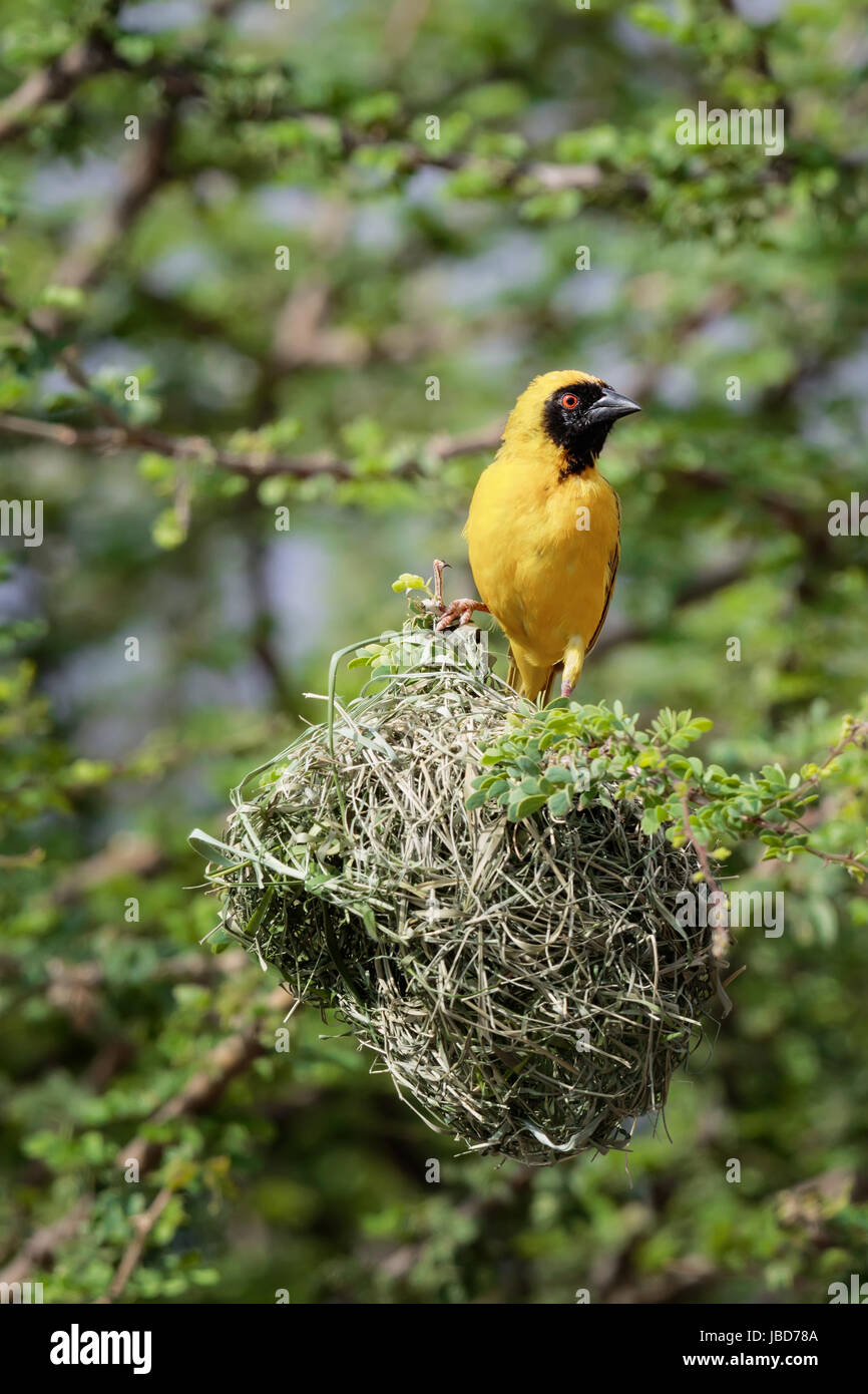Southern masked weaver bird top of nest hi-res stock photography and ...