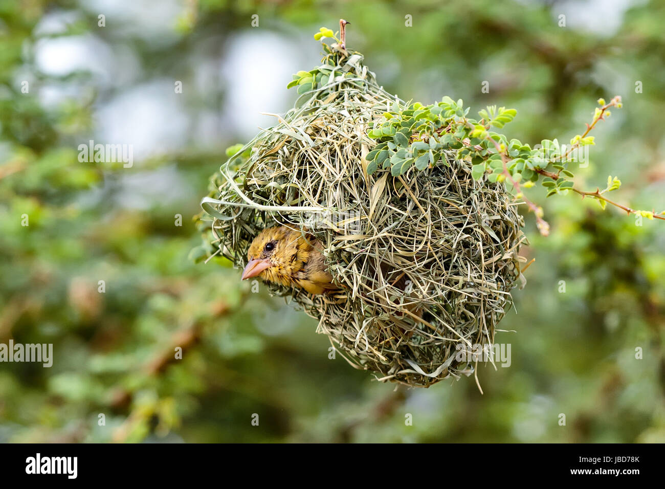 Female Southern Masked Weaver Bird (Ploceus velatus) inside her grass ...