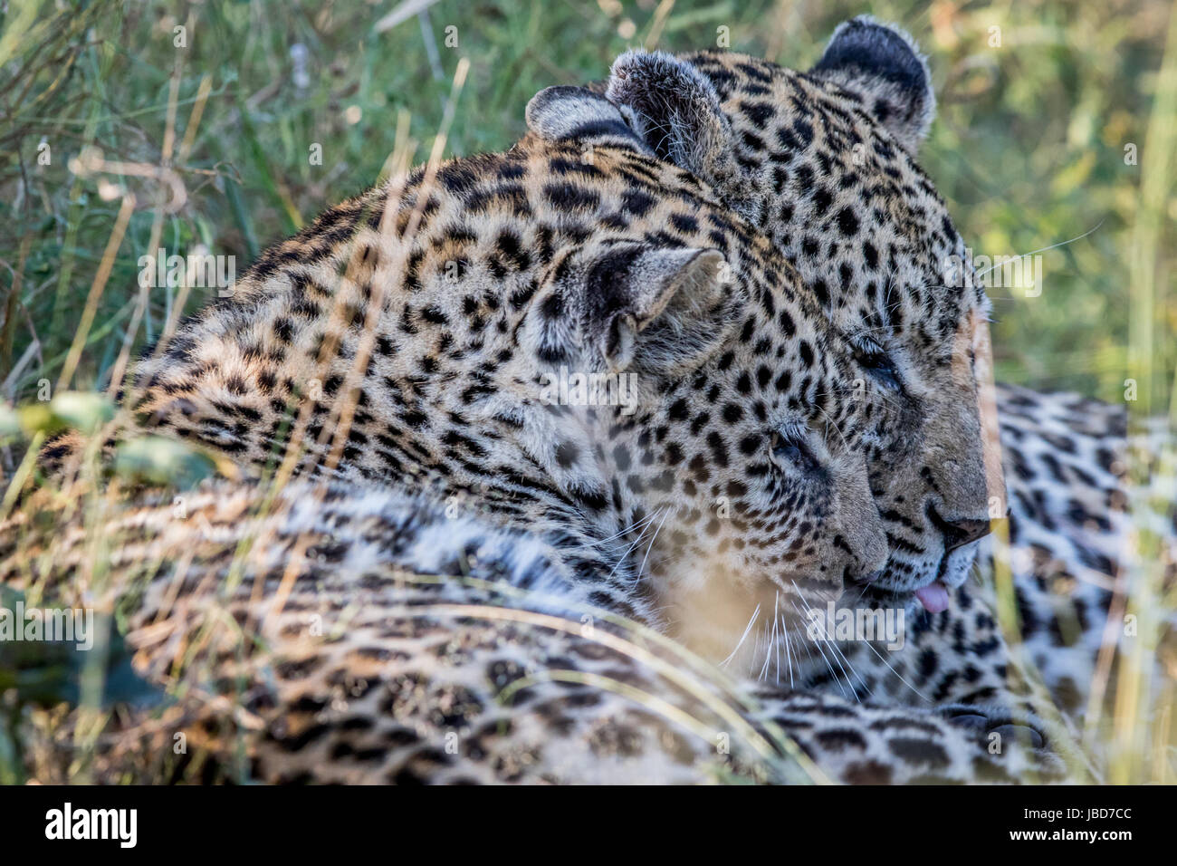 Two Leopards bonding in the Kruger National Park, South Africa Stock ...