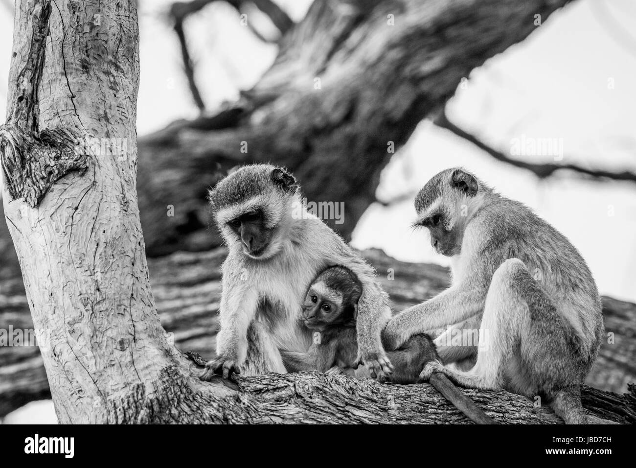 Vervet monkey family sitting in a tree in black and white in the Chobe ...