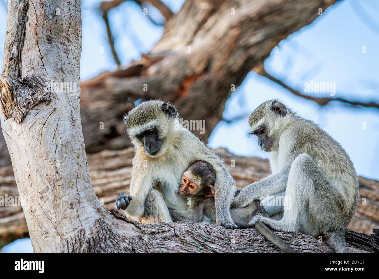 Vervet monkey family sitting in a tree in the Chobe National Park ...