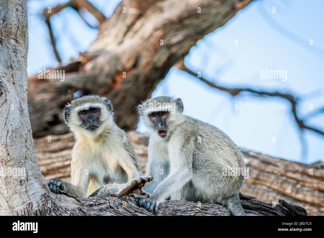Vervet monkey family sitting hi-res stock photography and images - Alamy