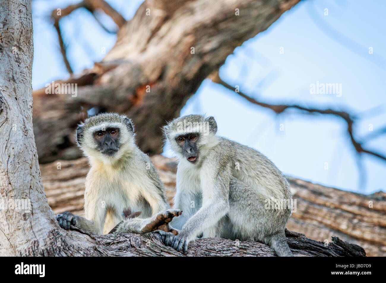 Vervet monkey family sitting in a tree in the Chobe National Park ...