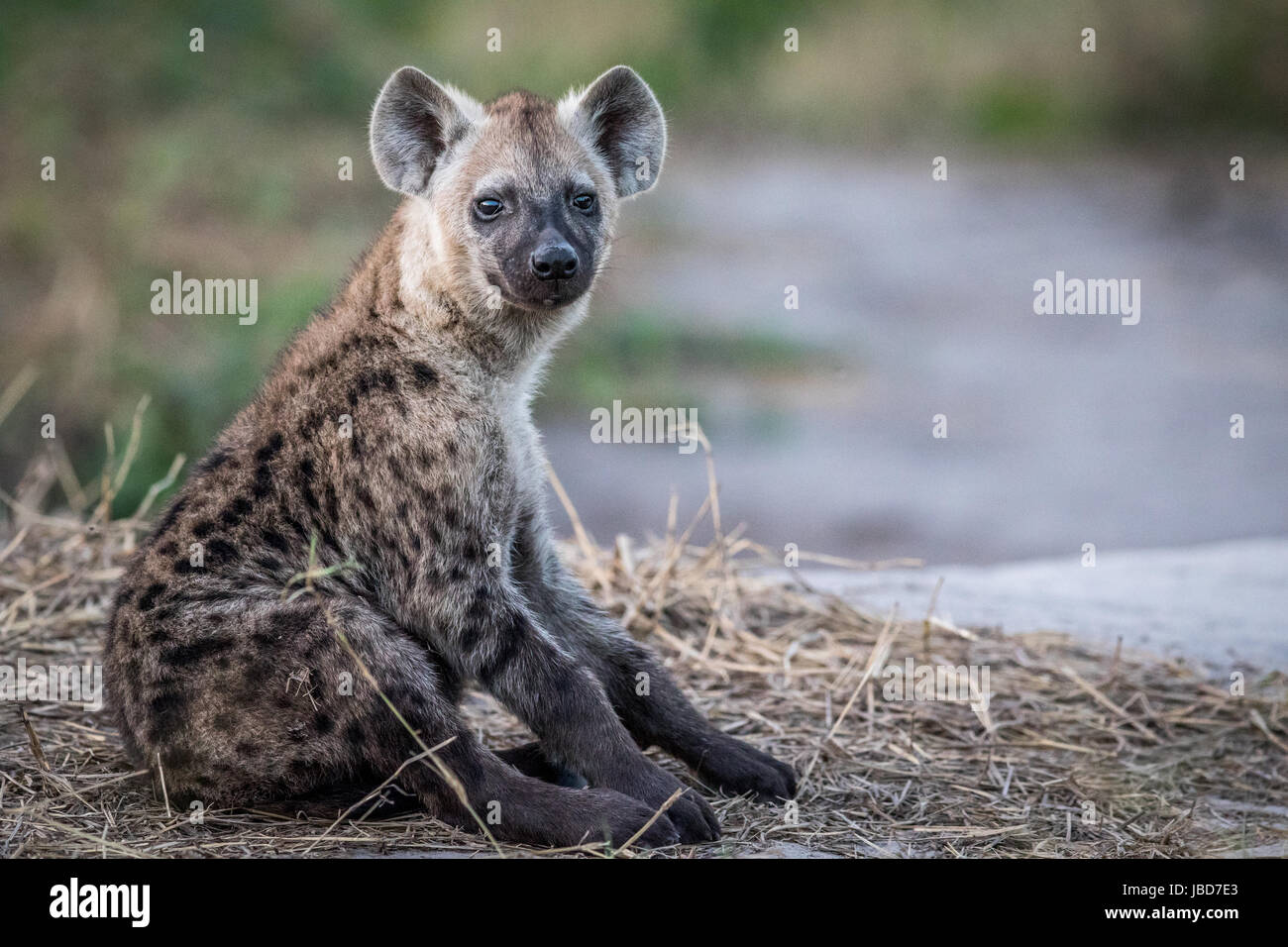 Young Spotted hyena sitting down in the Chobe National Park, Botswana ...