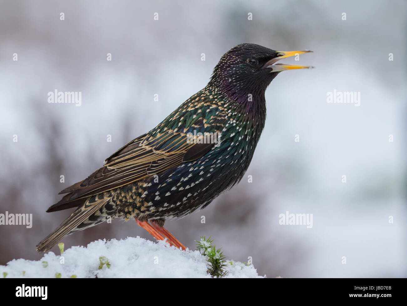 star in snow Stock Photo - Alamy