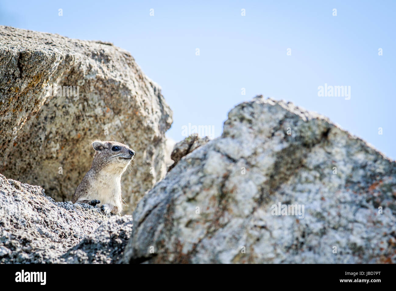 South africa rock mouse hi-res stock photography and images - Alamy
