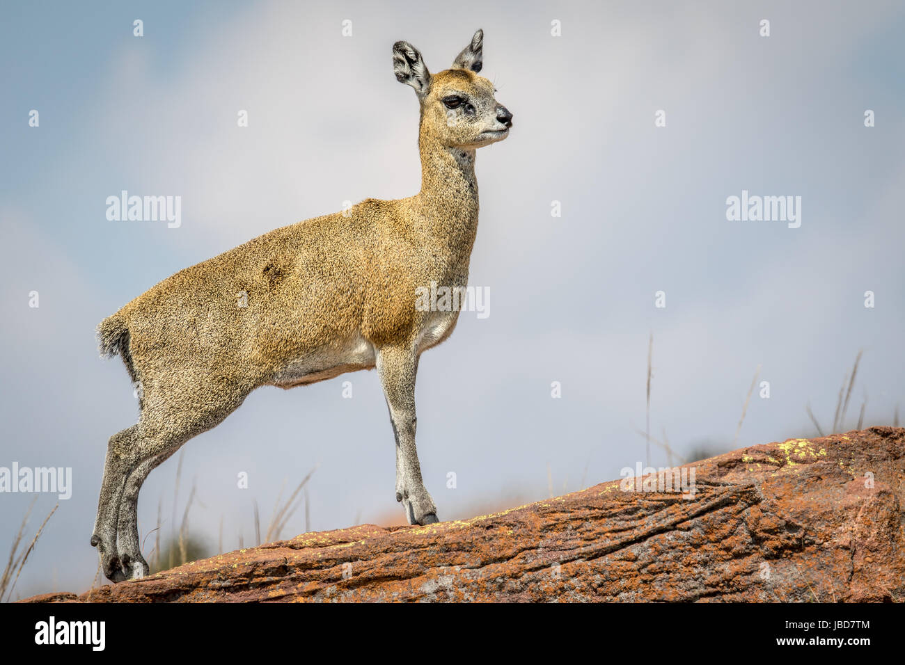 Rare animals of the gazelle species hi-res stock photography and images - Alamy