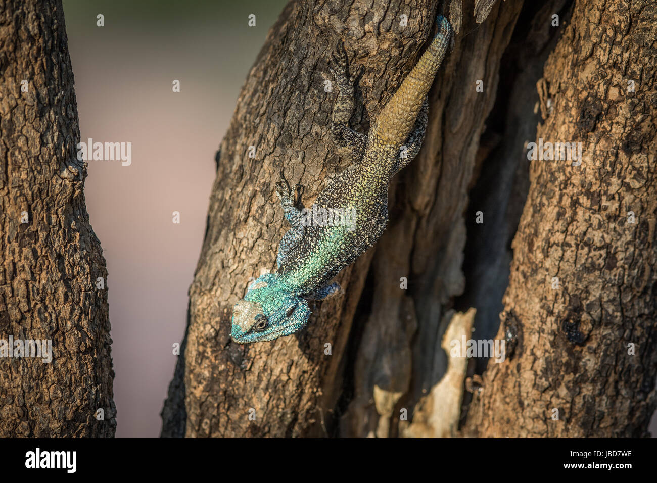 Southern tree agama in a tree in the Marakele National Park, South ...