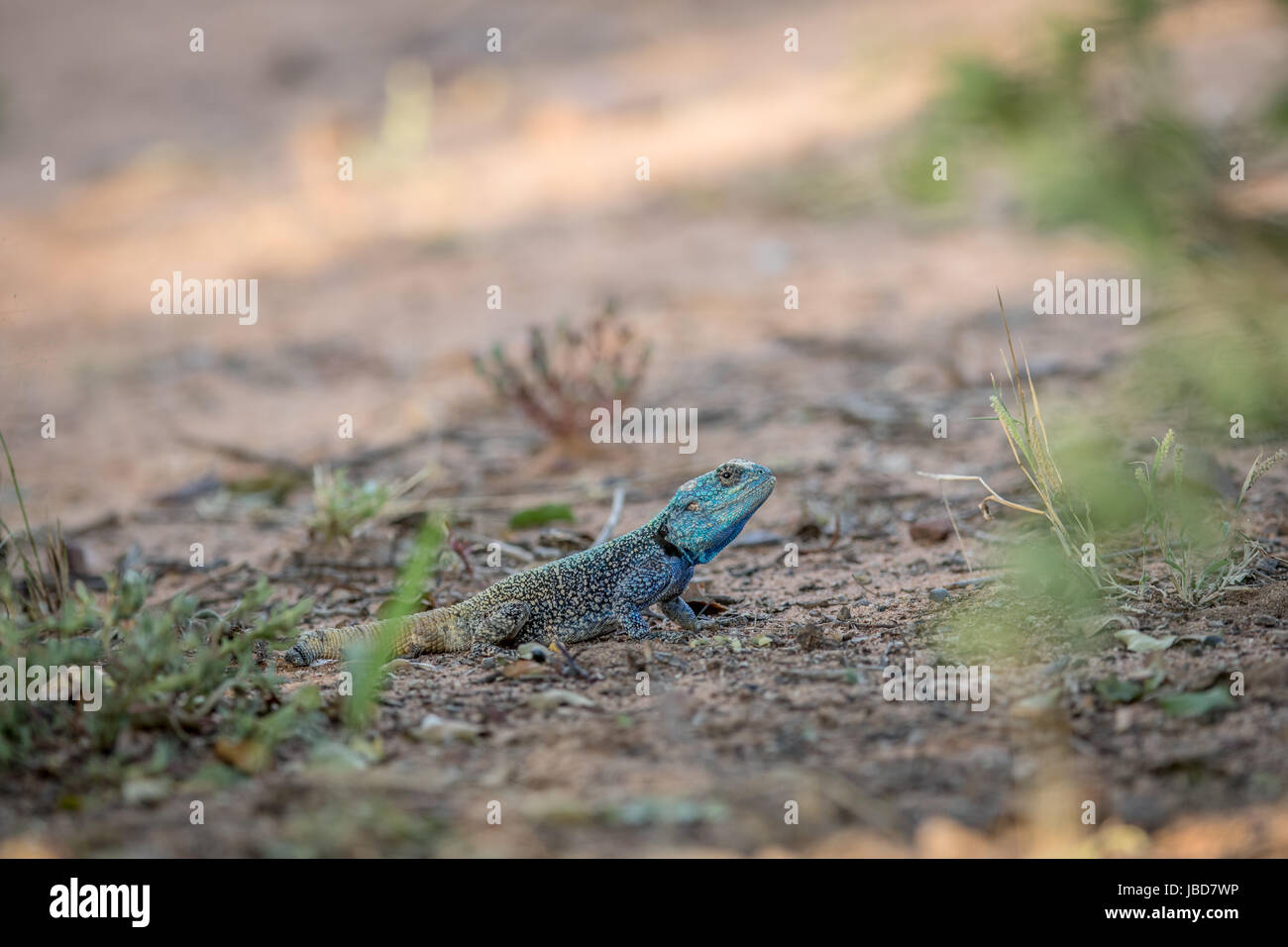 Southern tree agama on the ground in the Marakele National Park, South ...