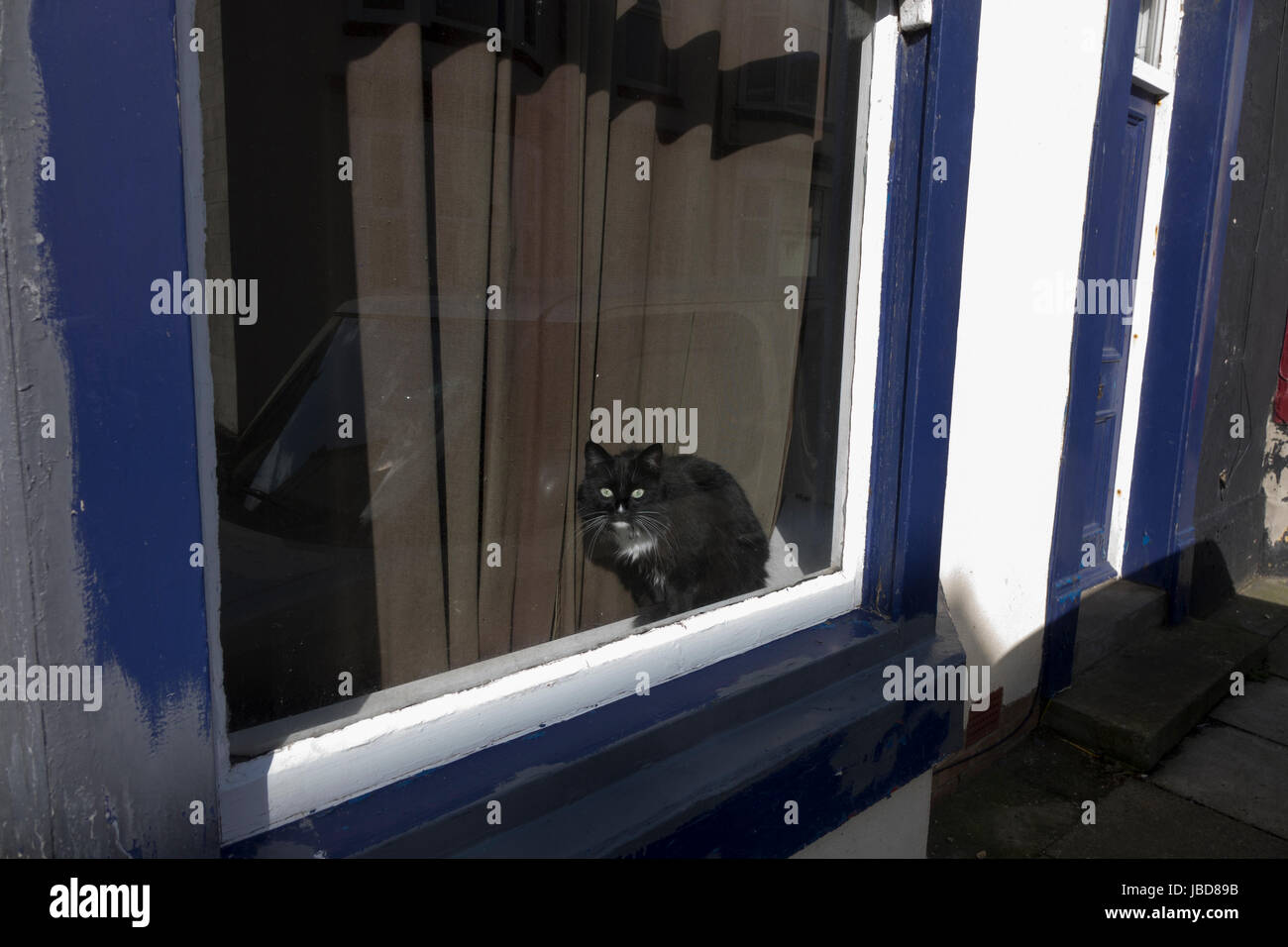 cat sitting in window Stock Photo - Alamy