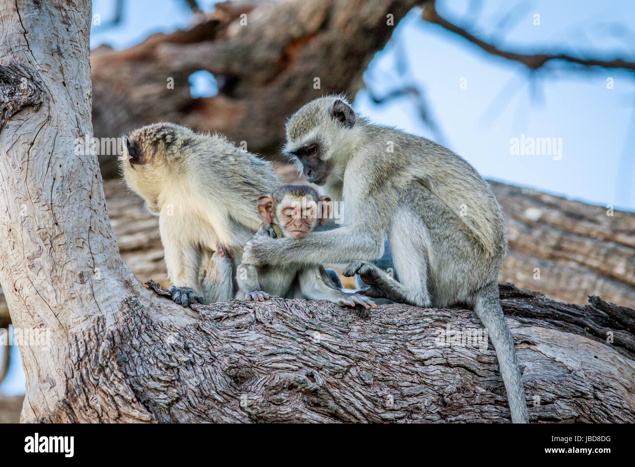 Family of Vervet monkeys sitting in a tree in the Chobe National Park ...