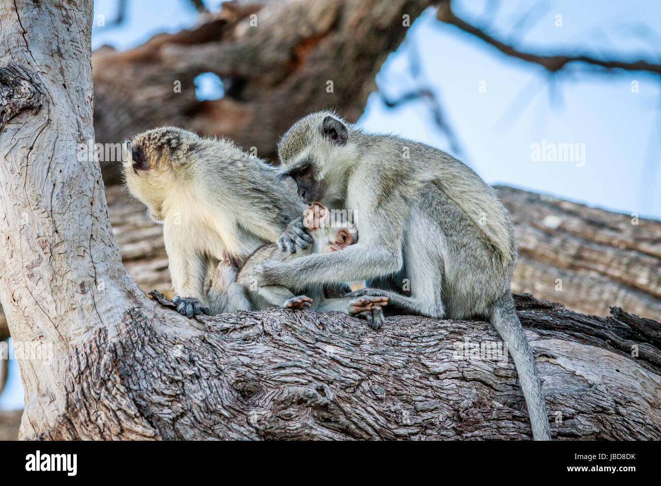 Family of Vervet monkeys sitting in a tree in the Chobe National Park ...