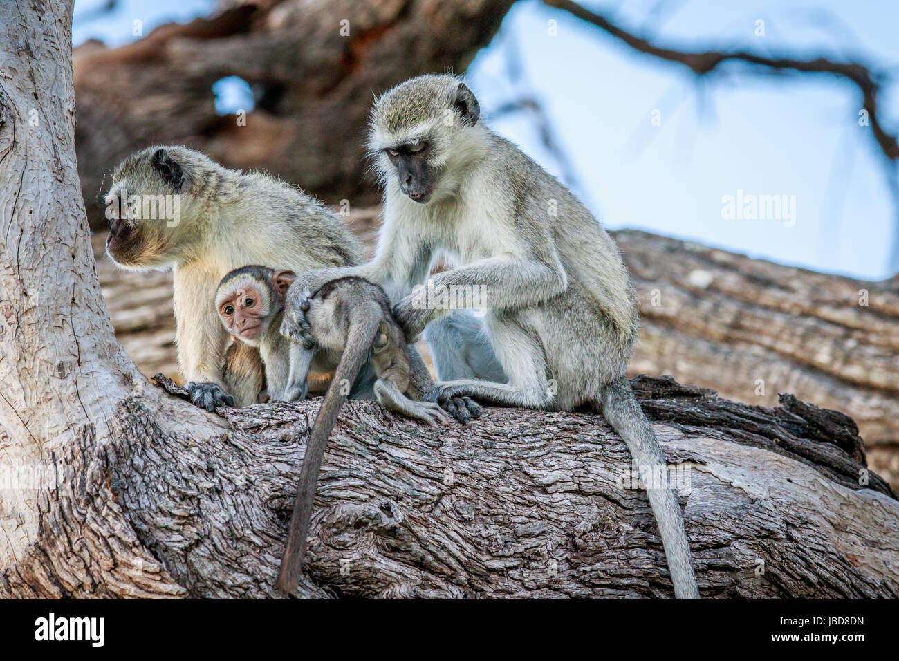 Family of Vervet monkeys sitting in a tree in the Chobe National Park ...