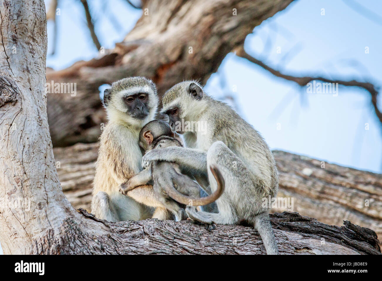 Family of Vervet monkeys sitting in a tree in the Chobe National Park ...
