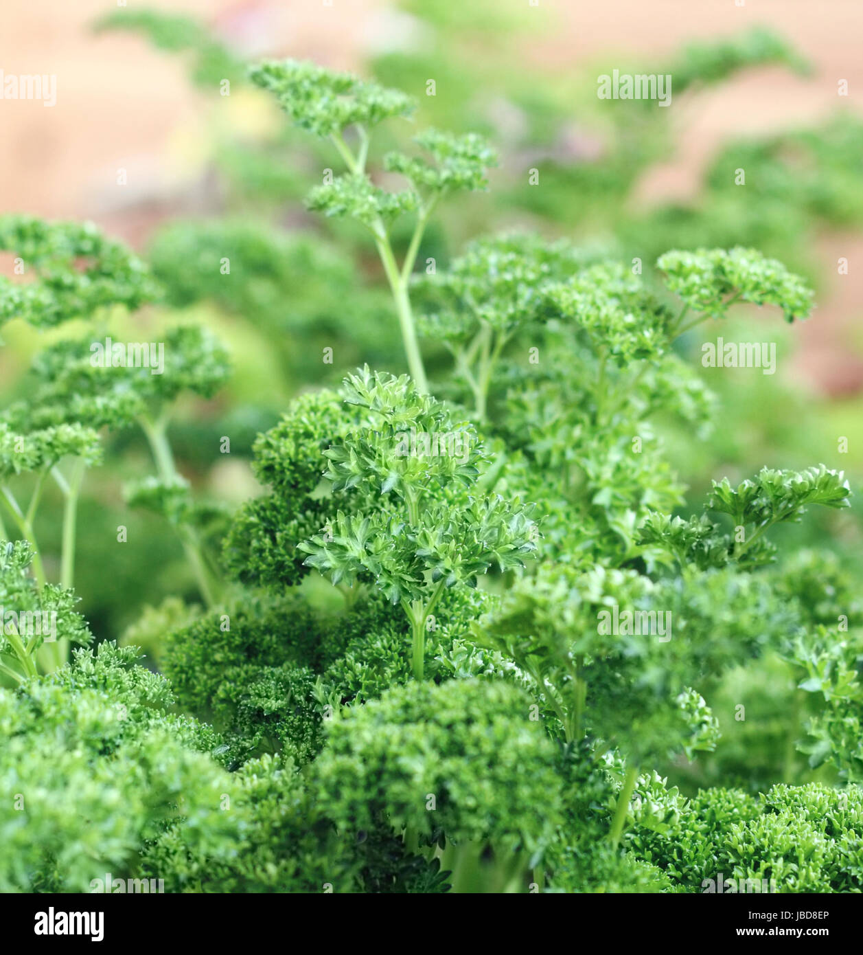It is ecologicall grown fresh curly parsley close up Stock Photo - Alamy