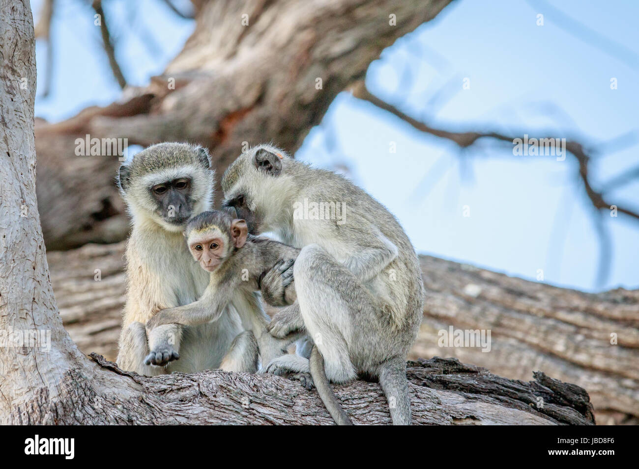 Family of Vervet monkeys sitting in a tree in the Chobe National Park ...
