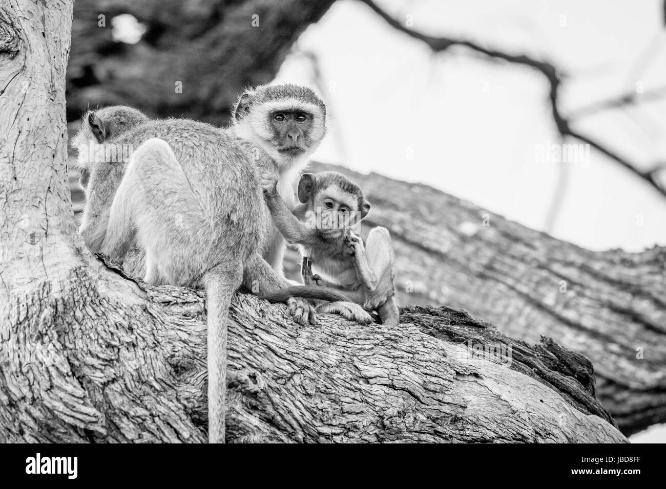 Family of Vervet monkeys sitting in a tree in black and white in the ...