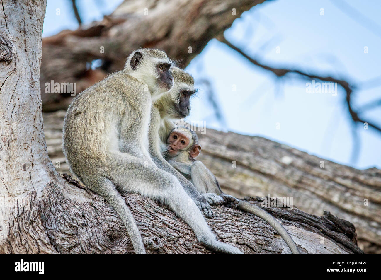Family of Vervet monkeys sitting in a tree in the Chobe National Park ...