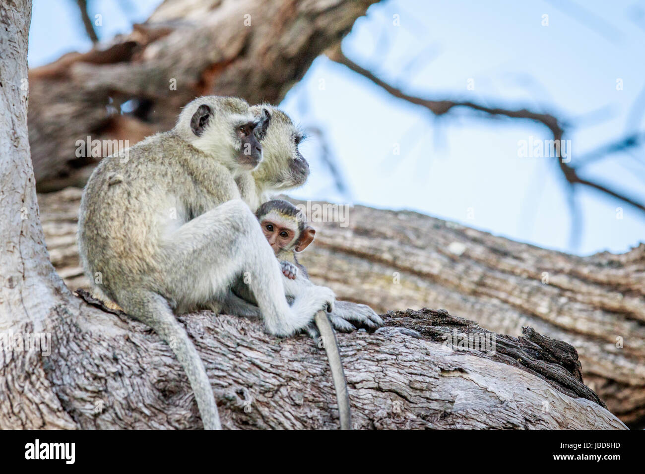 Family of Vervet monkeys sitting in a tree in the Chobe National Park ...