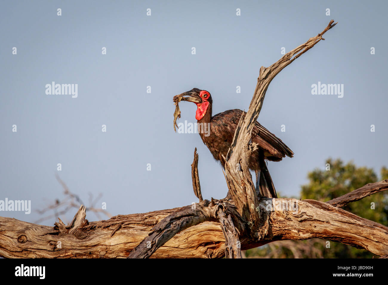 Southern ground hornbill with a frog kill in a tree in the Chobe ...