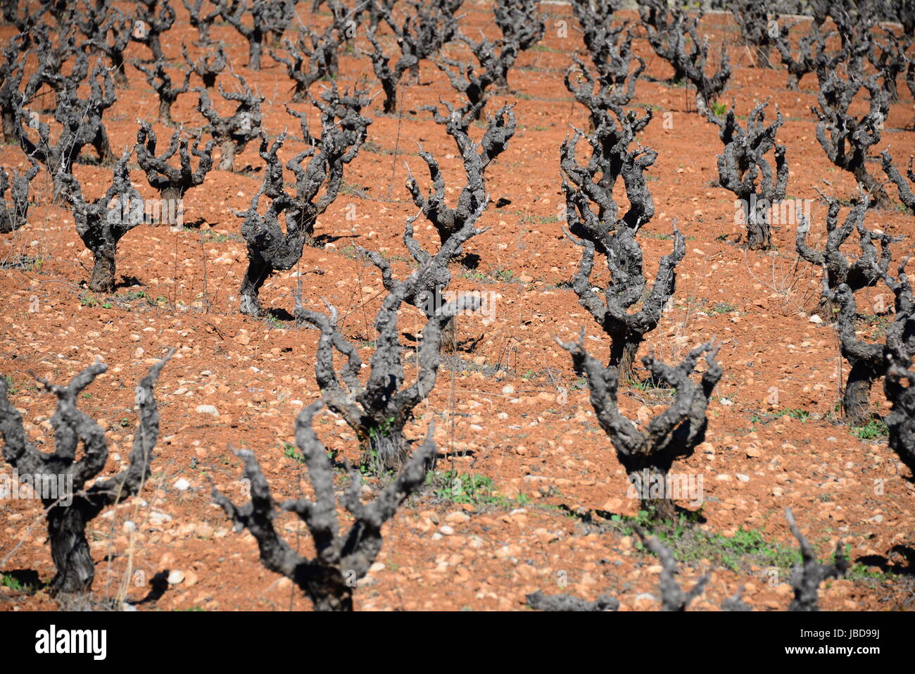 wine field in spain Stock Photo - Alamy