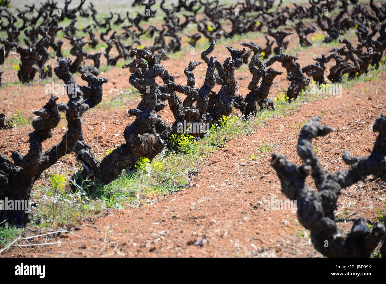 wine field in spain Stock Photo - Alamy