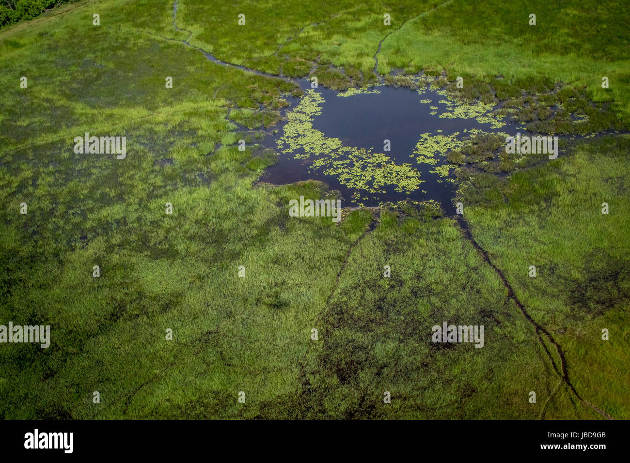 Chief’s island botswana hi-res stock photography and images - Alamy