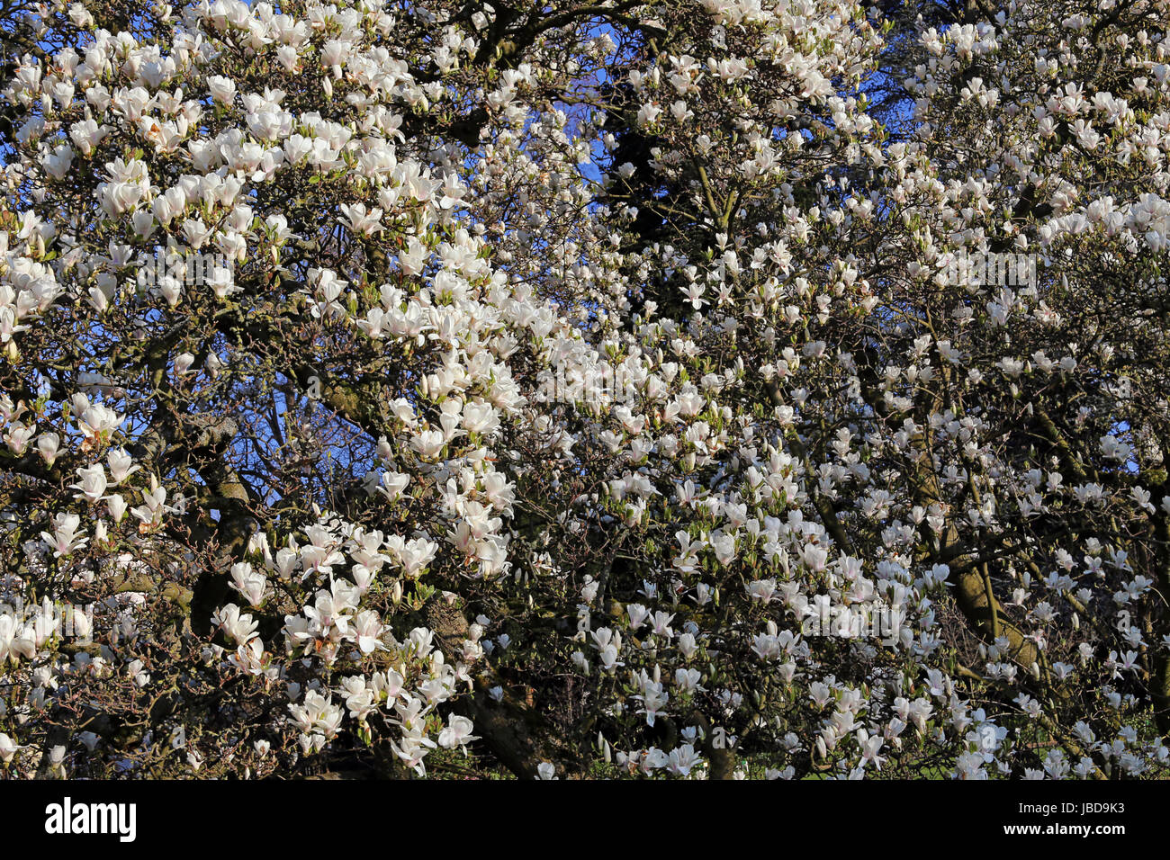 Flourish hi-res stock photography and images - Alamy