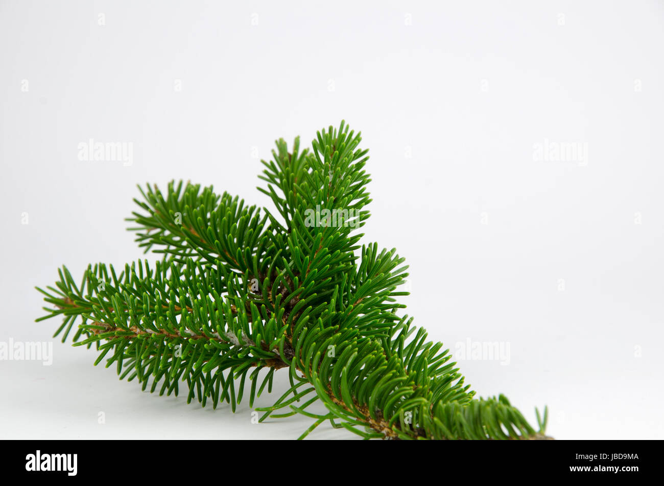 White spruce seedling hi-res stock photography and images - Alamy