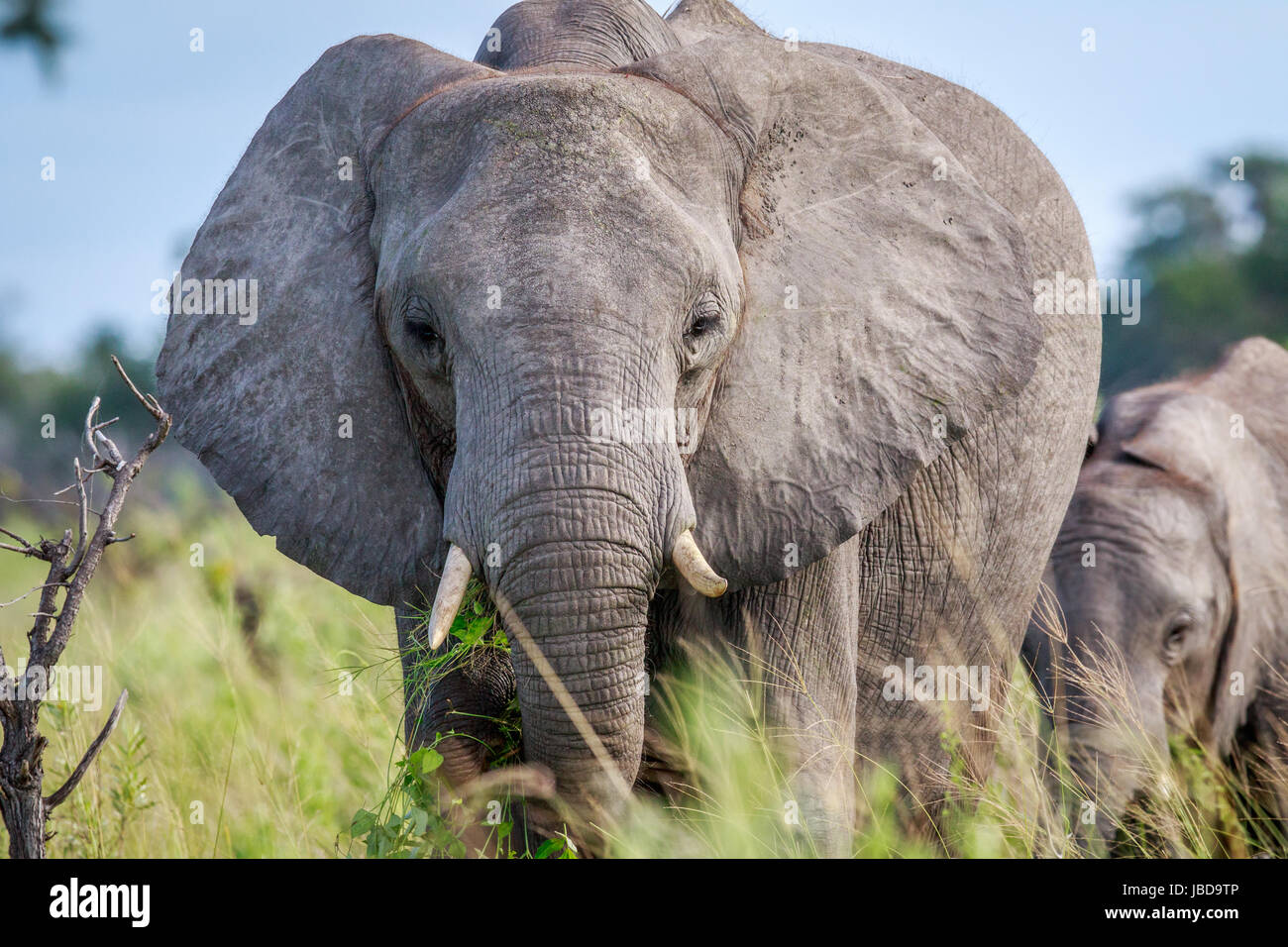 Eating Elephant in front of the camera in the Okavango delta, Botswana ...