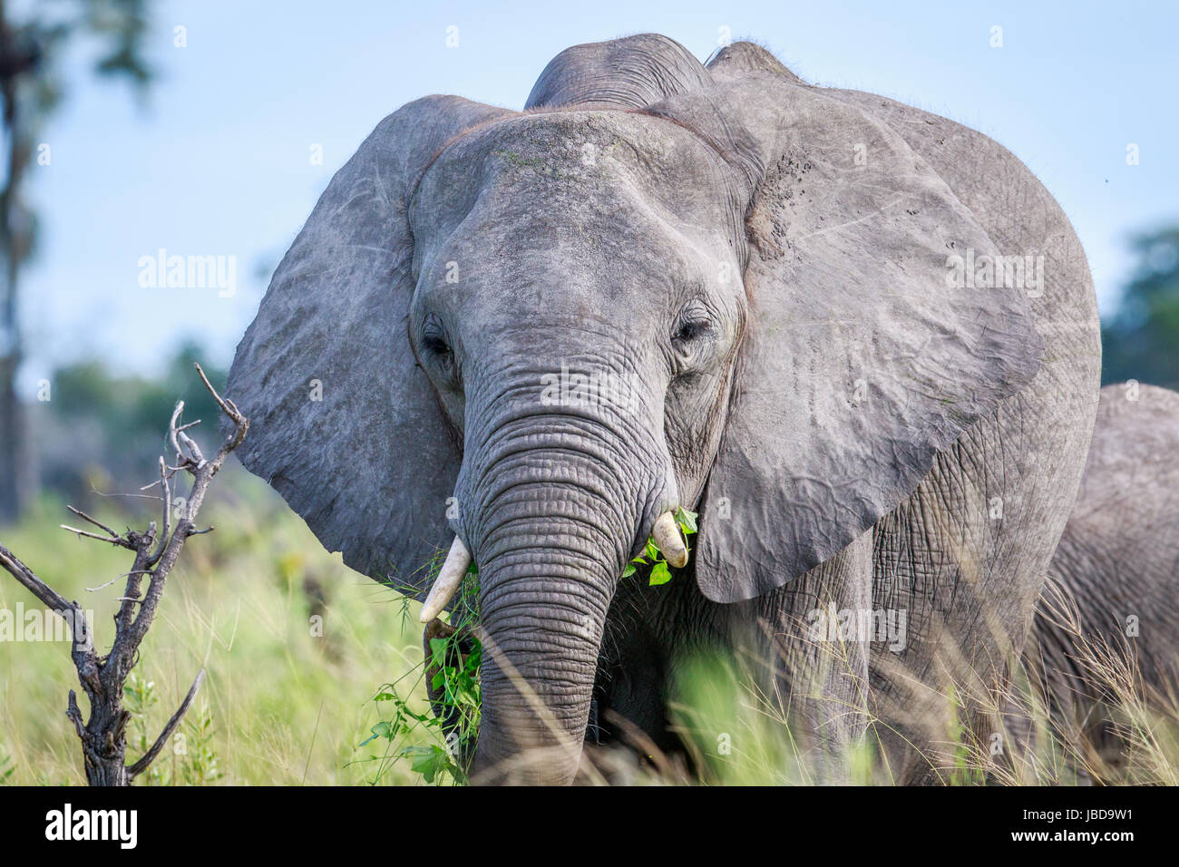 Eating Elephant in front of the camera in the Okavango delta, Botswana ...