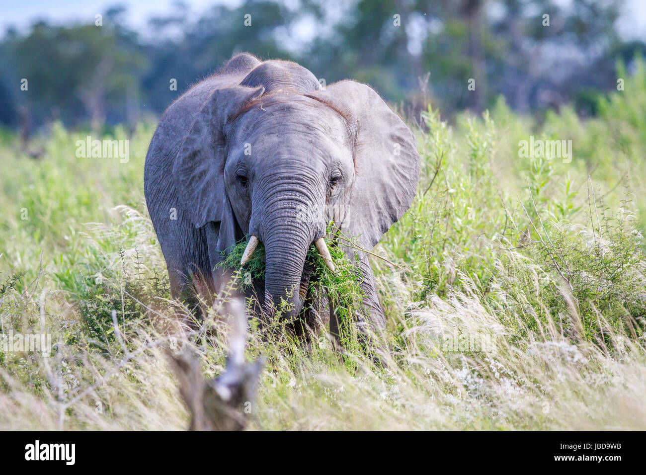 Eating Elephant in front of the camera in the Okavango delta, Botswana ...